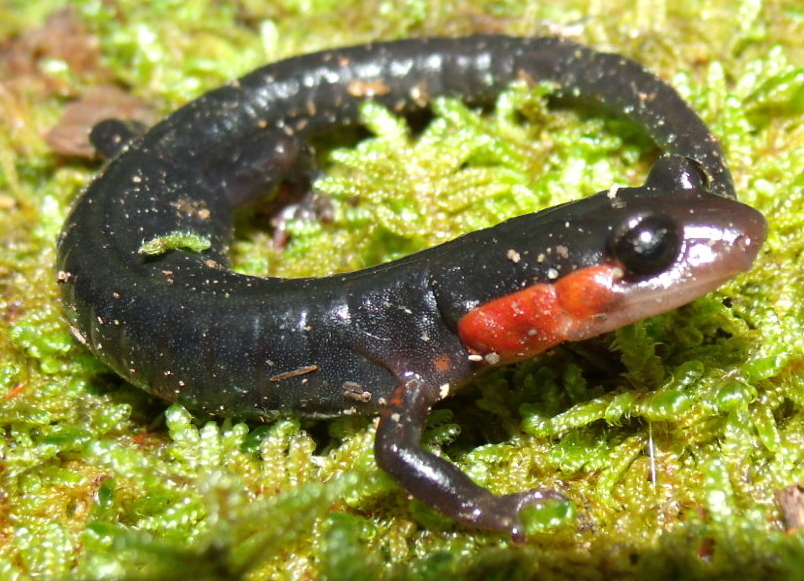 Red-cheeked Salamander in June 2013 by John G. Phillips. GEDSC DIGITAL ...