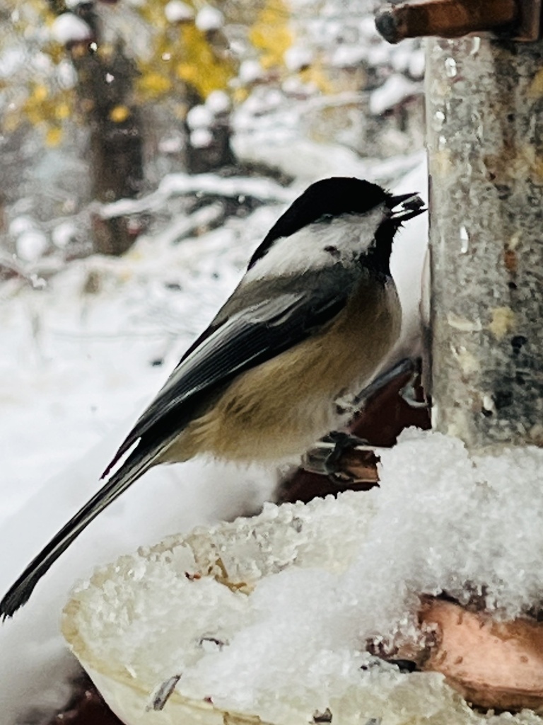 Black-capped Chickadee from Edgewood Ave, Johnstown, PA, US on November ...