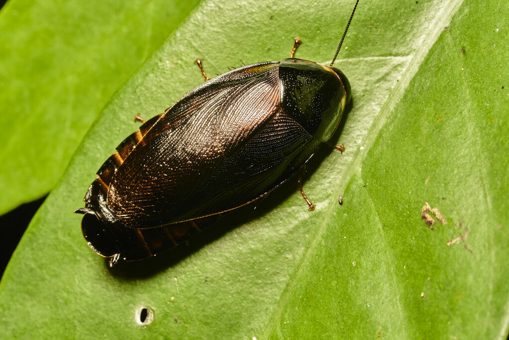Indian Cockroach from 香港 on June 27, 2024 by Gilbert Ho · iNaturalist