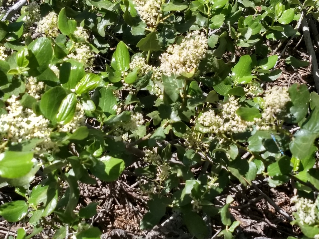 Snowbrush Ceanothus from Mammoth Lakes, CA 93546, USA on July 17, 2019 ...
