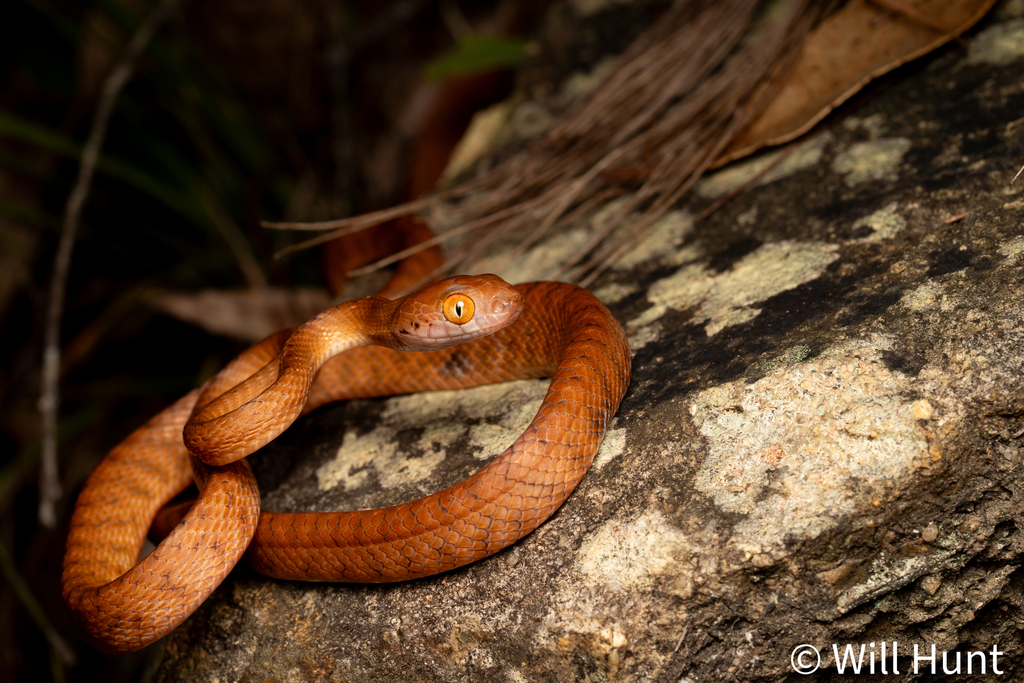 Brown Tree Snake (Snakes of the Townsville Region ) · iNaturalist