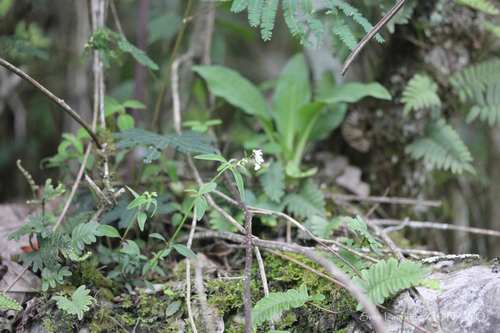 Oldenlandia microtheca · iNaturalist