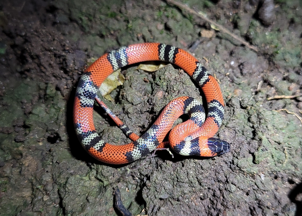 Brazilian False Coral Snake from QH4H+8F Reserva Biológica de Pedra ...