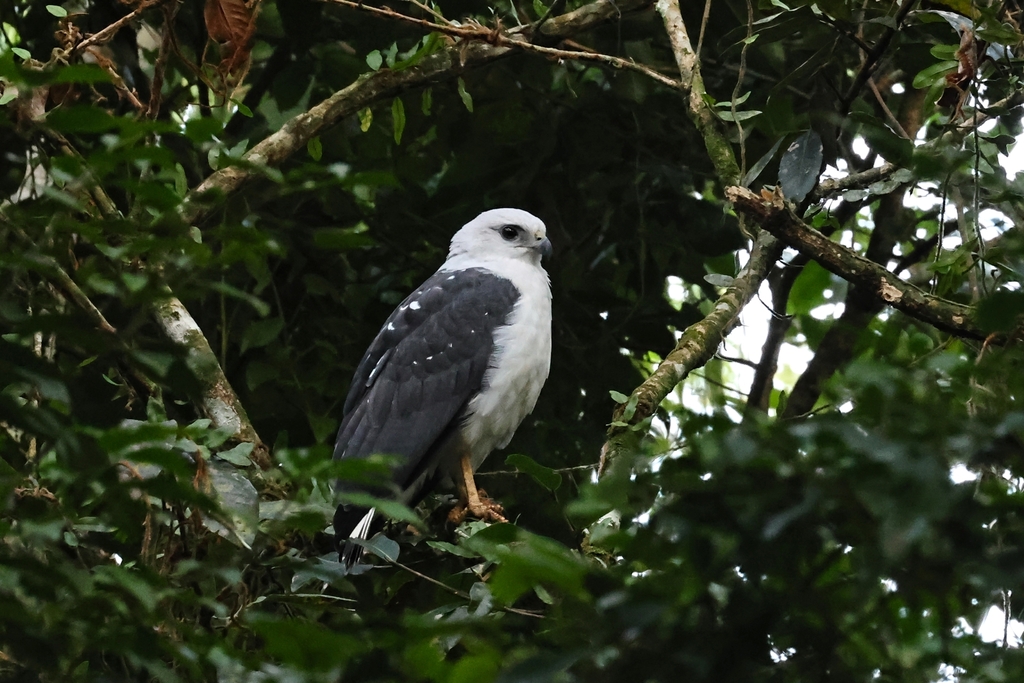 White-necked Hawk in May 2024 by Fernando. Espécie ameaçada de extinção ...
