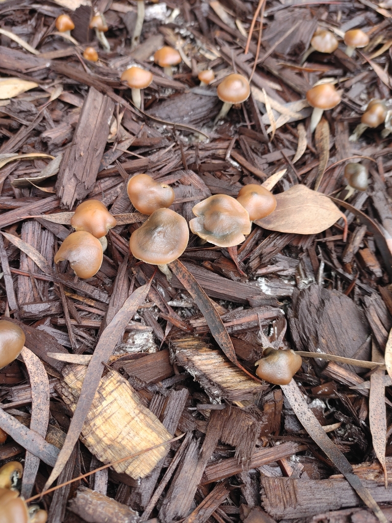 Wavy Cap in November 2024 by the best medicine known to man · iNaturalist