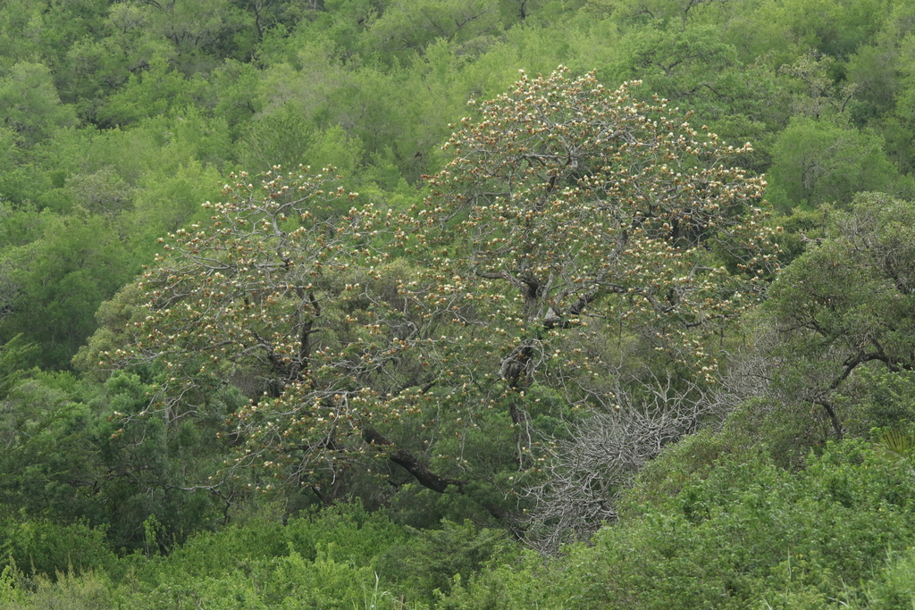 poison-pod false-thorn from uMkhanyakude District Municipality, South ...