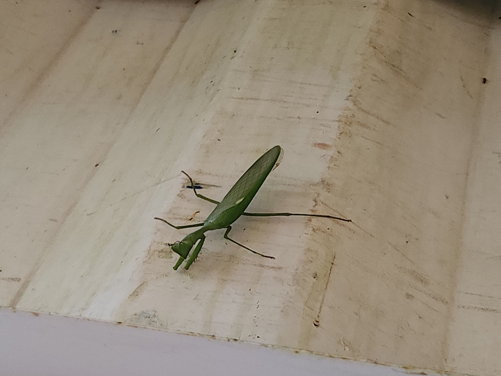 Tismomorpha from Ivindo, Gabon on November 26, 2024 at 06:36 AM by Anne ...
