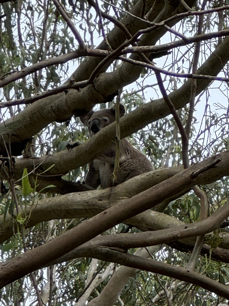 Koala from Geham, QLD, AU on November 27, 2024 at 06:48 AM by ...