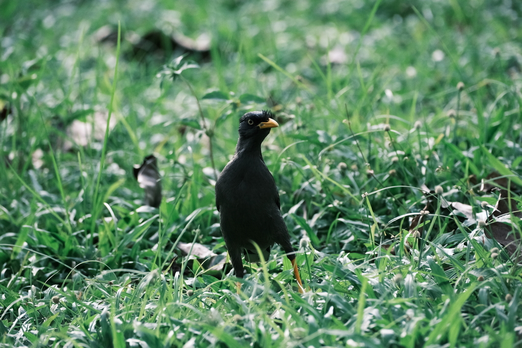 Javan Myna from Bukit Panjang, Singapore on November 14, 2024 at 05:40 ...