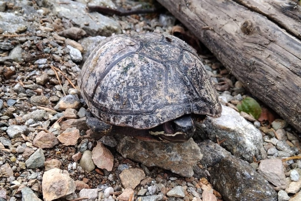 Eastern Musk Turtle from 8554 Soboth, Austria on November 13, 2024 at ...