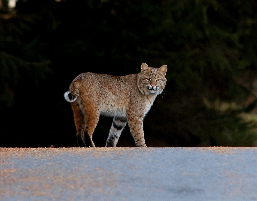 Bobcat from Chester, NY, USA on November 25, 2024 at 03:52 PM by Silas ...