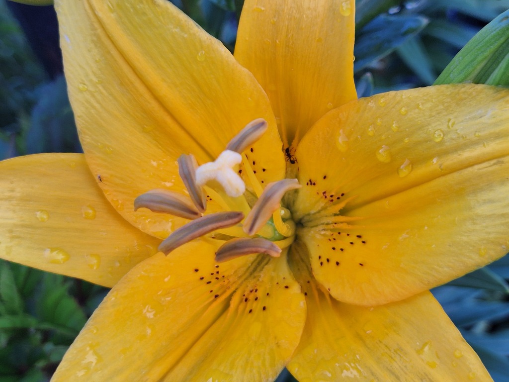 true lilies from Milton, ON, Canada on June 21, 2024 at 08:20 PM by ...