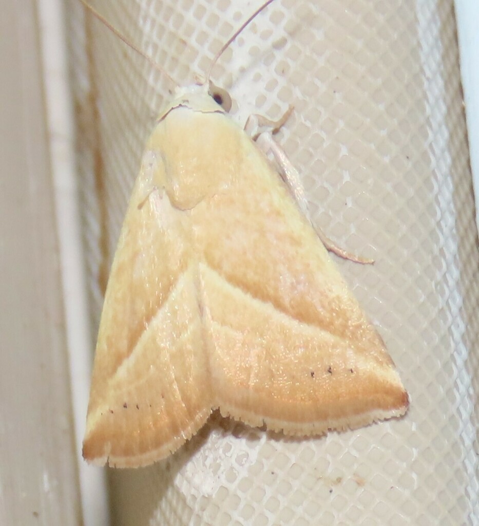 Straight-lined Seed Moth from Alamo Country Club, Alamo TX on November ...