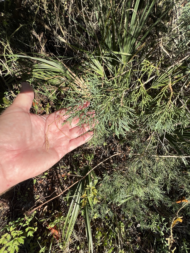 Chinese juniper from E Hampton Way, Jupiter, FL, US on November 26 ...