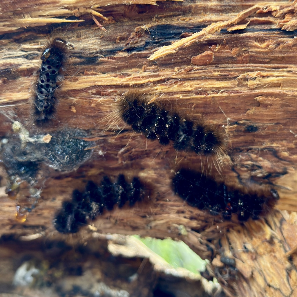 Edwards' Glassy-wing Moth from Terra Linda / Sleepy Hollow Preserve ...