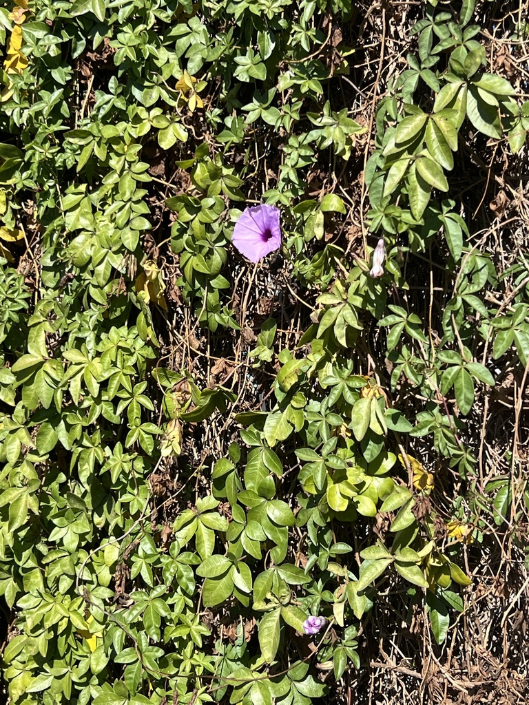 Mile-a-minute vine from University Ave, San Diego, CA, US on November ...