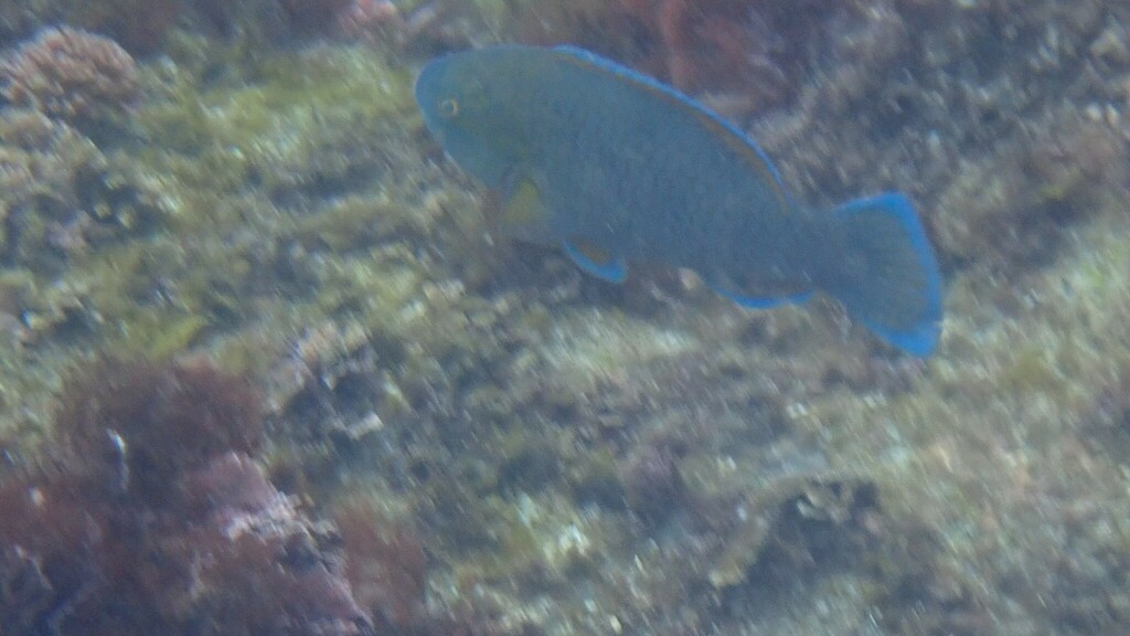 Knobsnout Parrotfish from Gochome, Shimoda, Shizuoka 415-0025, Japan on ...