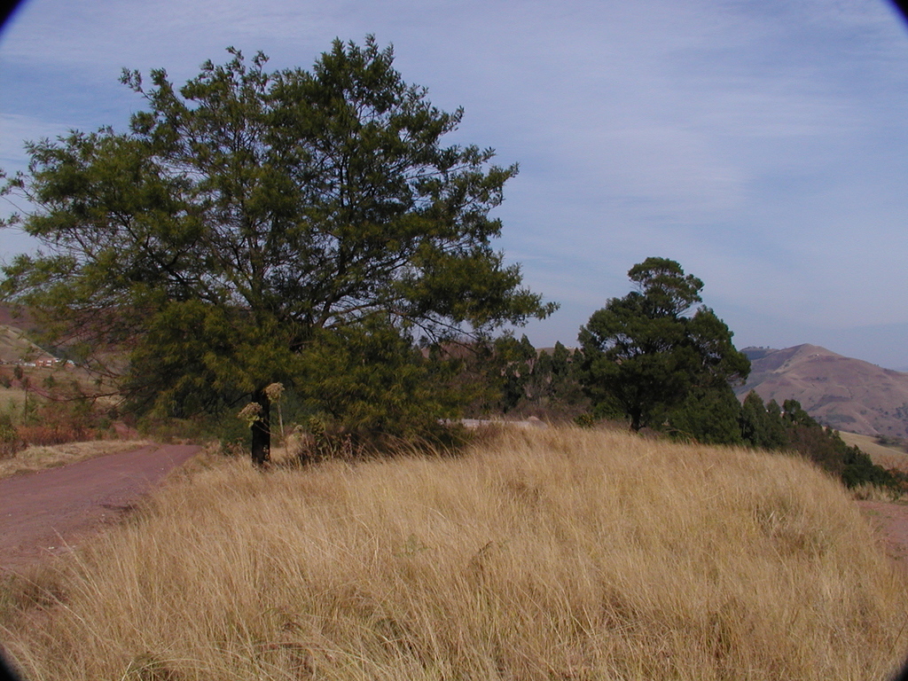 Sydney green wattle from Ipithu Goedetrouw area, Mhlathuze Quaternary ...