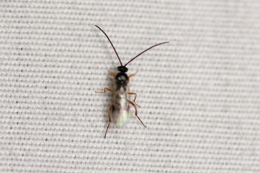 Cabbage White Parasitoid Wasp from South Baton Rouge, Baton Rouge, LA ...