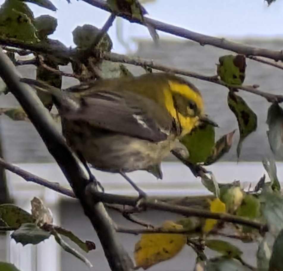 Townsend's Warbler in November 2024 by Jason Schock · iNaturalist