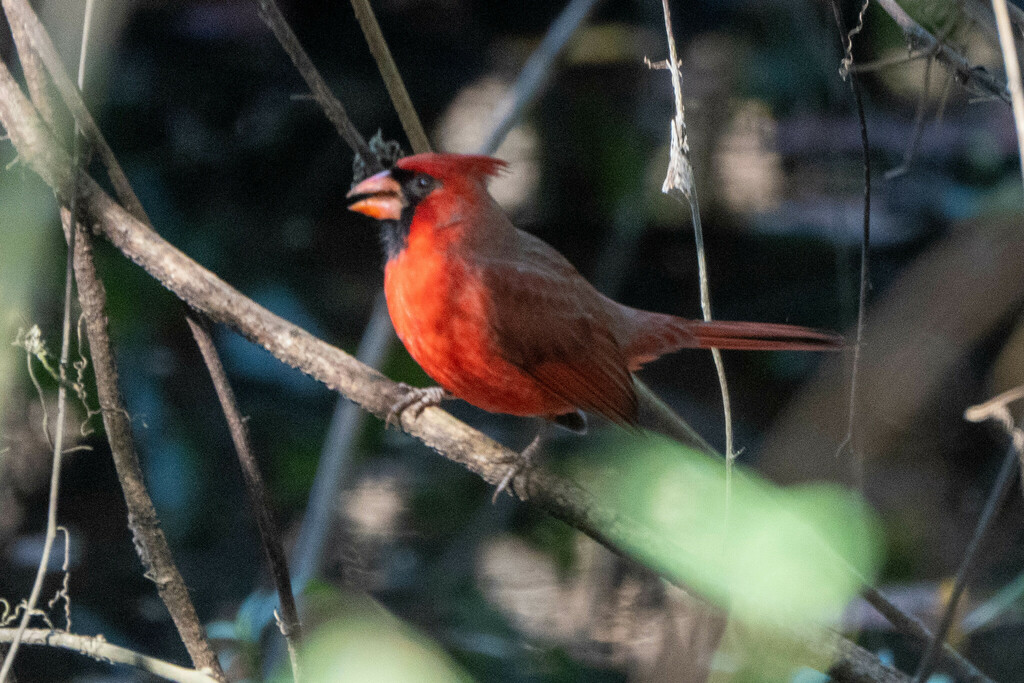Northern Cardinal from Cullinan Park, Sugar Land, TX, USA on November ...