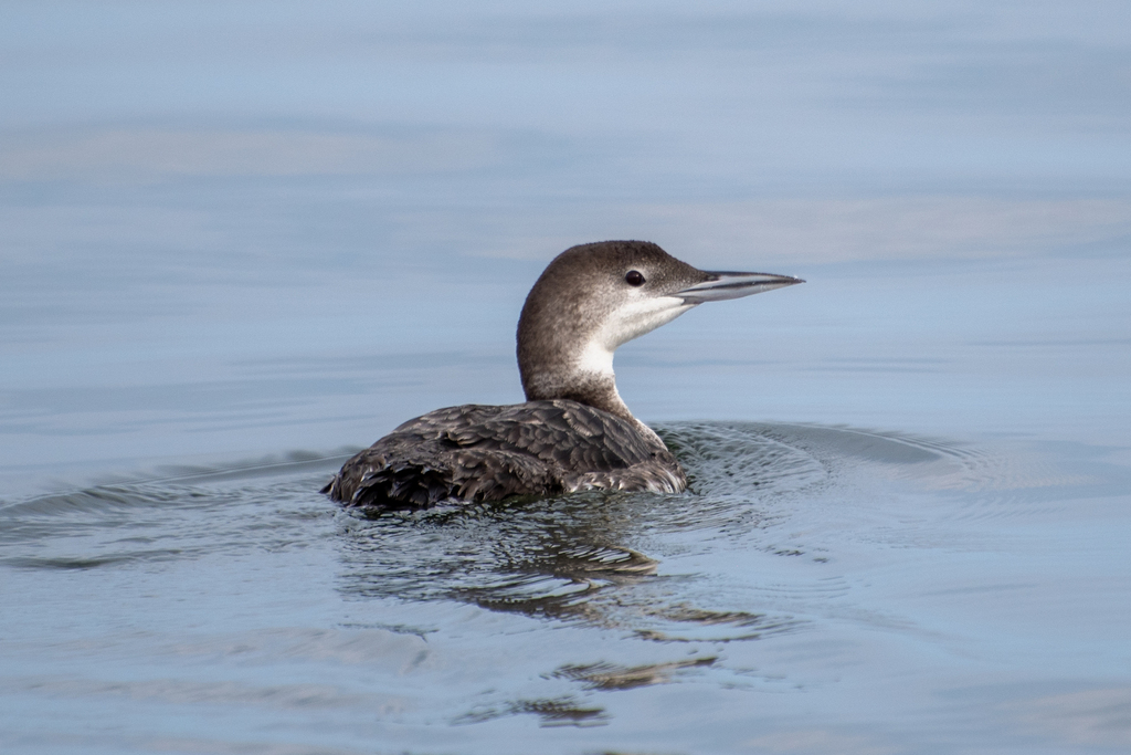 Common Loon from Sharps Island Lighthouse, Talbot County, MD, USA on ...
