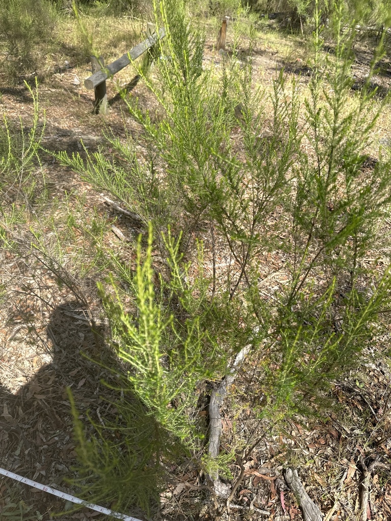 Sifton Bush from Everard Dr, Warrandyte, VIC, AU on November 20, 2024 ...