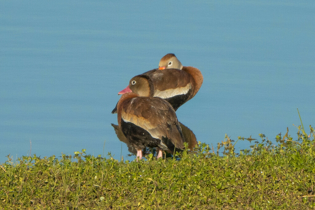 Black-bellied Whistling-Duck from Archibishop Joseph Fiorenza Park ...