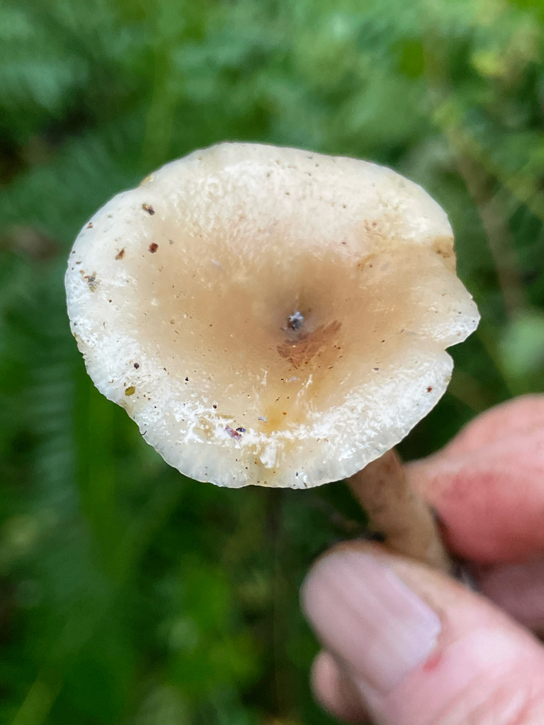 Pink-gilled Clitocybe in November 2024 by ym_wang_pnw · iNaturalist
