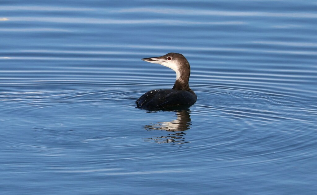 Common Loon from Morro Bay, CA, USA on November 20, 2024 at 08:09 AM by ...
