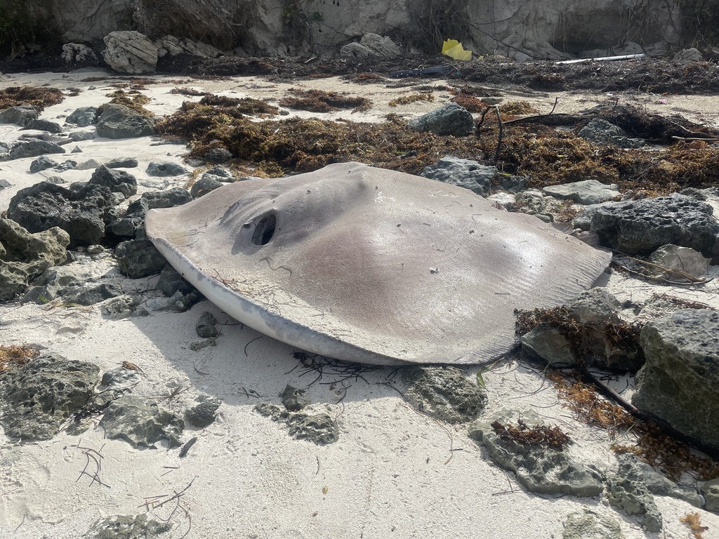 Caribbean Whiptail Stingray from Reserva Ecológica Centro y Oeste de ...