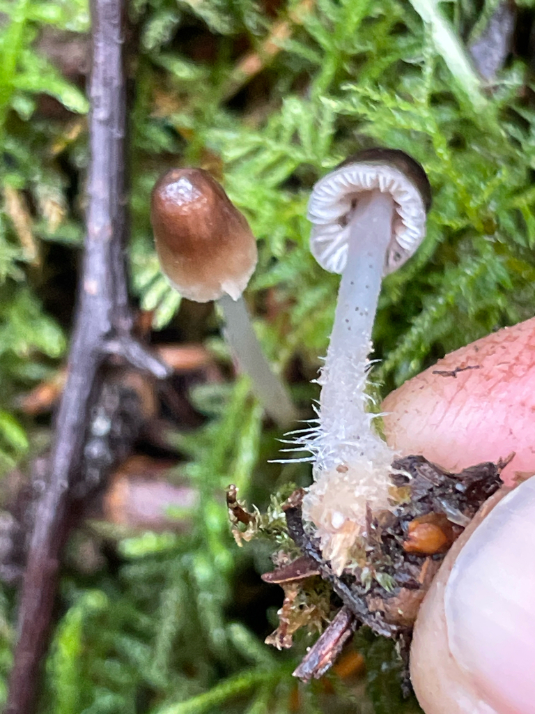 Bonnets in November 2024 by ym_wang_pnw · iNaturalist