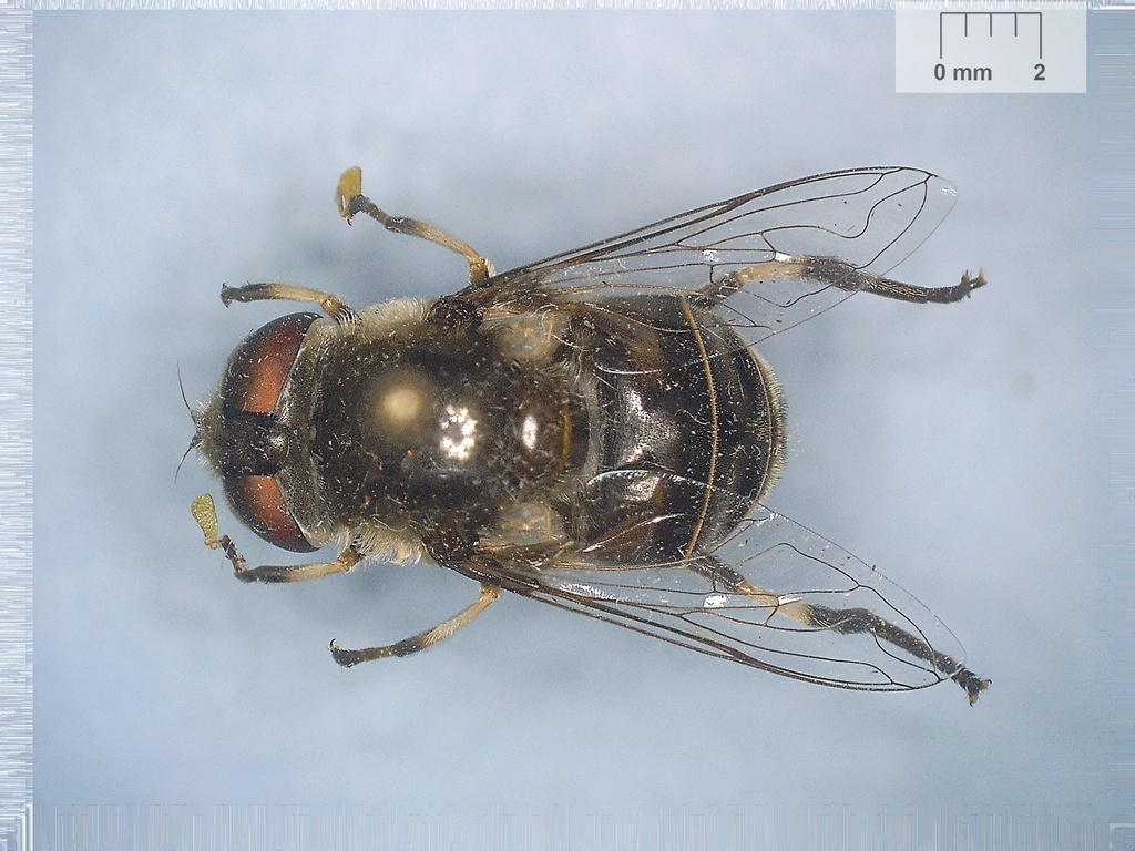 Black-shouldered Drone Fly from Orford, Estrie, QC, Canada on July 11 ...
