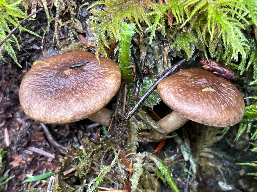 Velvety Milk Cap in November 2024 by ym_wang_pnw · iNaturalist