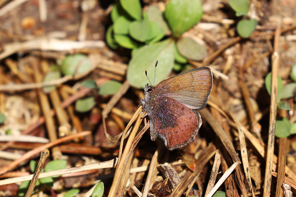 Brown Elfin from James River State Park, 104 Green Hill Dr, Gladstone ...