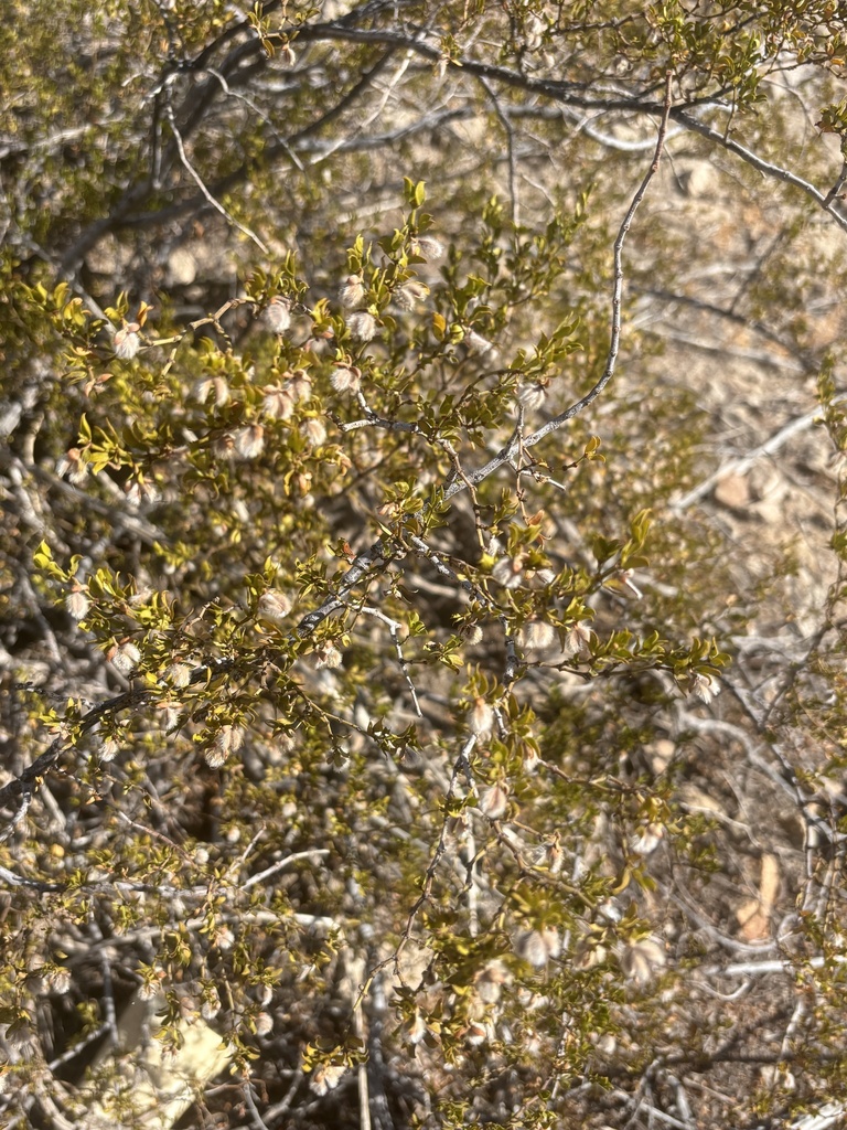 Creosote Bush from The University of Texas at El Paso, El Paso, TX, US ...