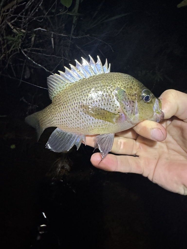 Spotted Sunfish from Holt, FL, US on November 23, 2024 at 06:54 PM by ...