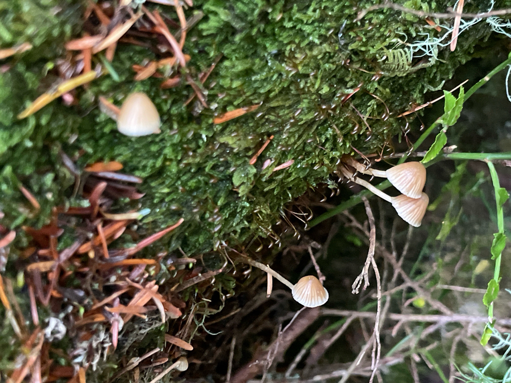 dwarf bell in November 2024 by ym_wang_pnw · iNaturalist