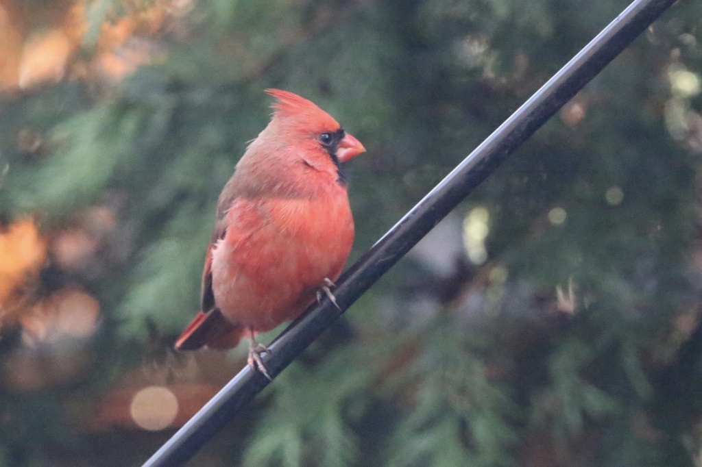 Northern Cardinal from Cardiff Rd, Toronto, ON, CA on November 26, 2024 ...