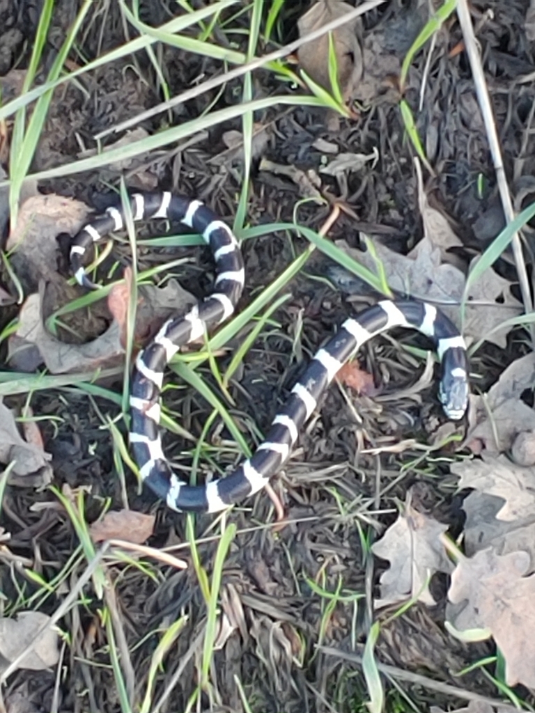 California King Snake from Freestone, CA 95472, USA on November 26 ...