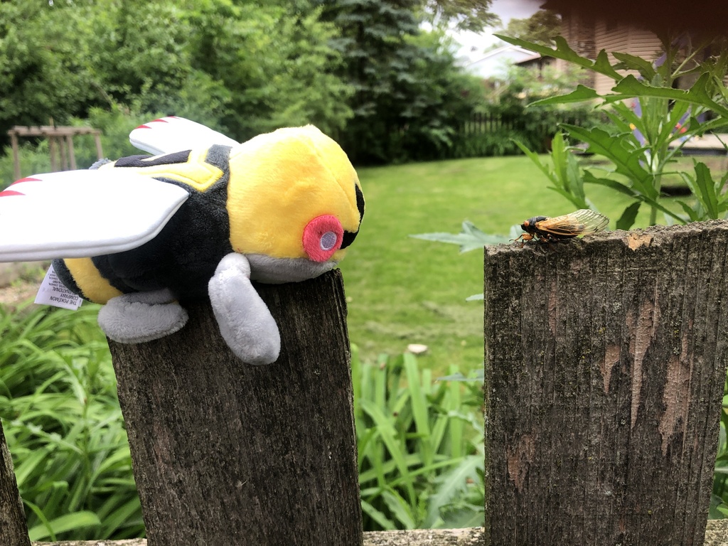 Periodical Cicadas in June 2024 by VisitJoan. Meeting its Pokemon ...
