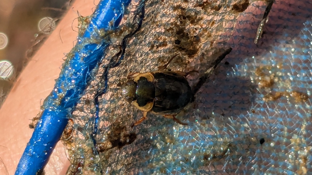 Tropisternus collaris from Zavalla, TX 75980, USA on October 27, 2024 ...