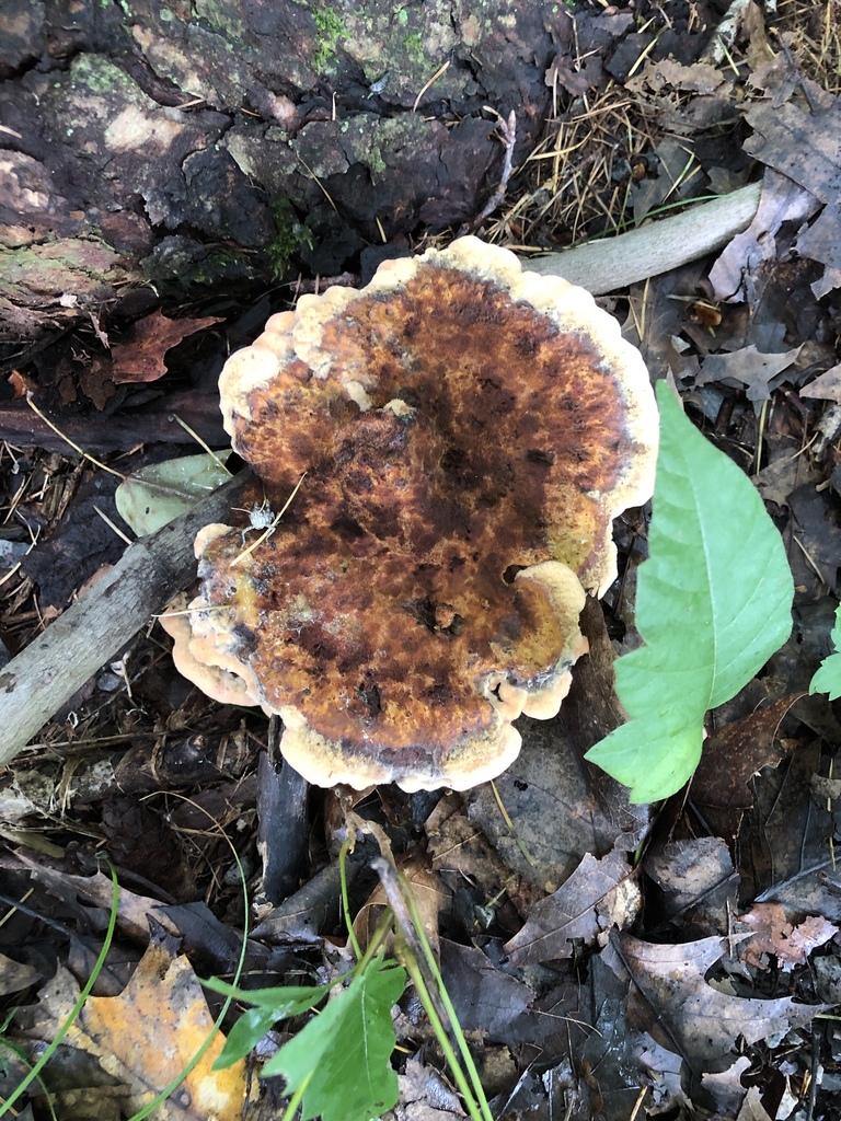 Dyer's Polypore from Washington Crossing State Park, Titusville, NJ, US ...