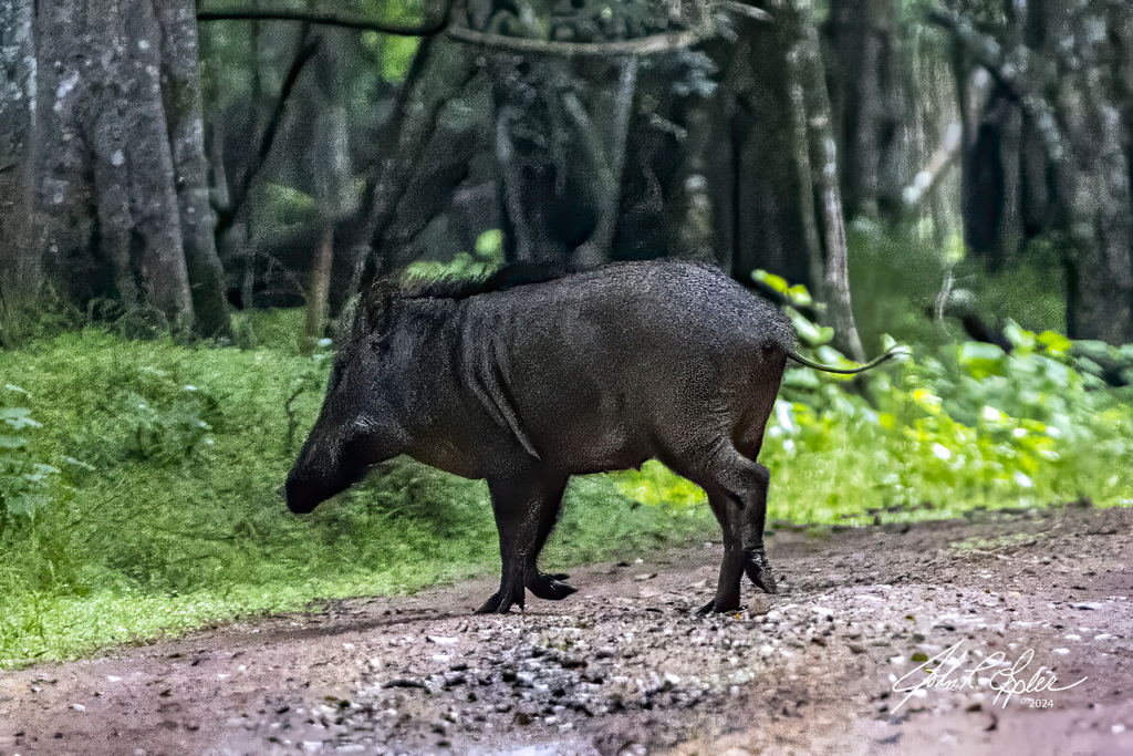 Sri Lankan Wild Boar from Anuradhapura, Sri Lanka on November 19, 2024 ...