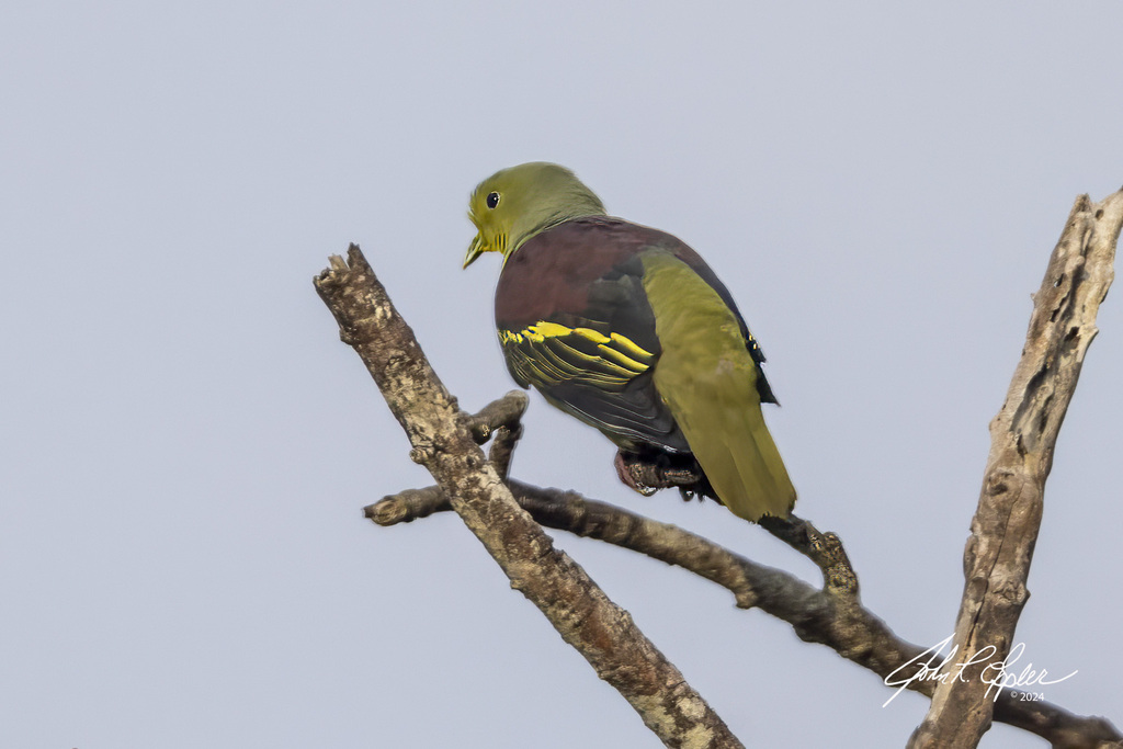 Sri Lanka Green-Pigeon from Anuradhapura, Sri Lanka on November 19 ...