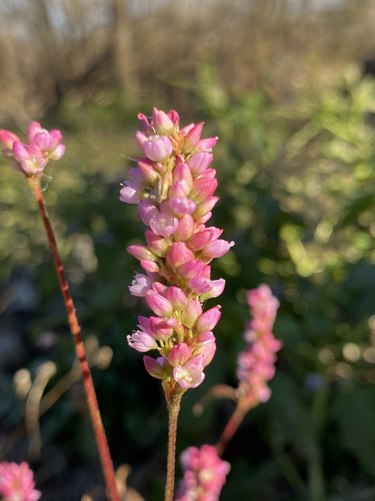 pinkweed in November 2024 by Jim Oehmke. Persicaria pensylvanica ...