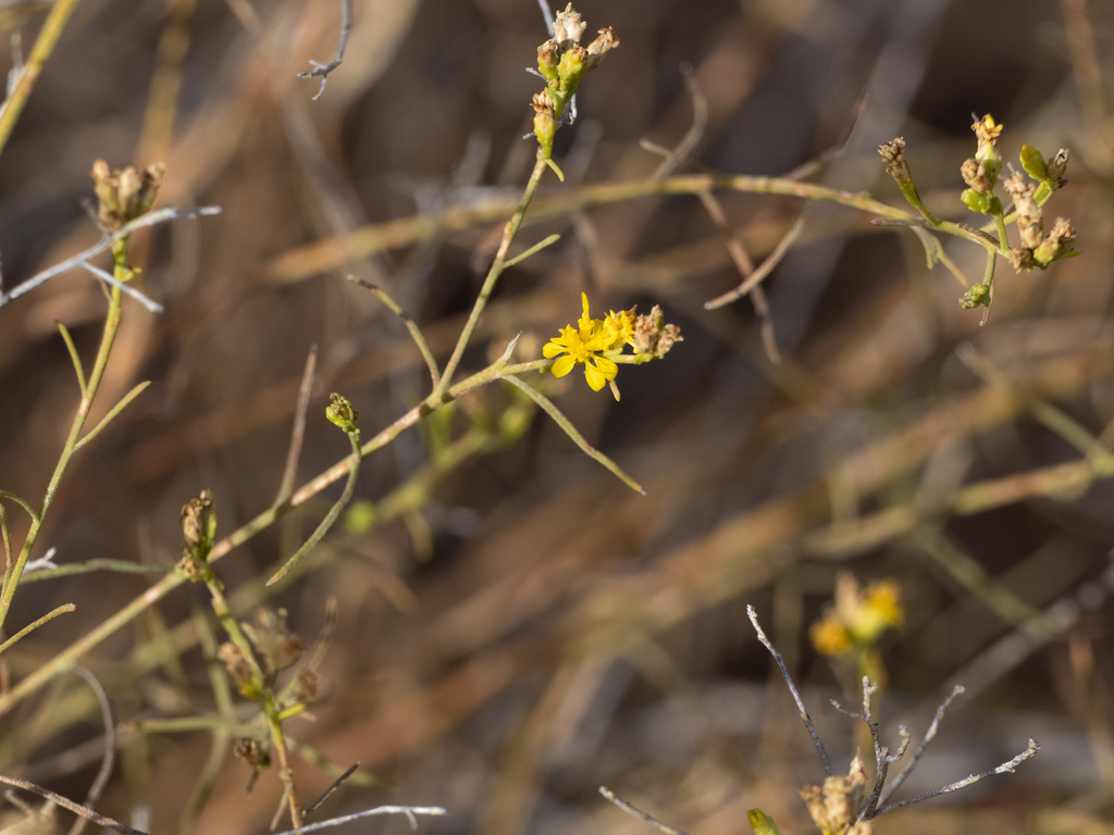 California matchweed from San Diego County, CA, USA on November 26 ...