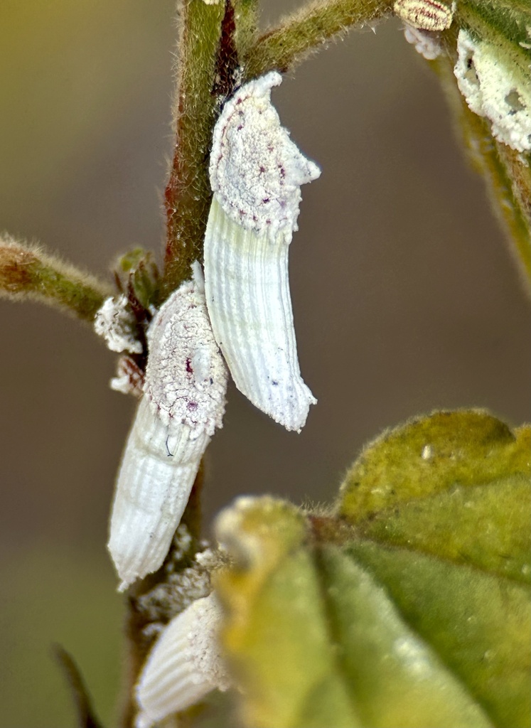 Genista Giant Scale Insect from Miramar Pineland, Miramar, FL, US on ...