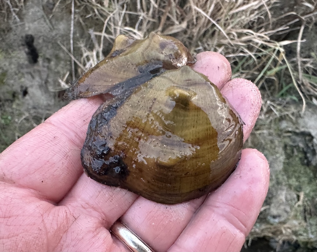 Three-horn Wartyback from Goose Island, La Crosse, WI, US on November ...