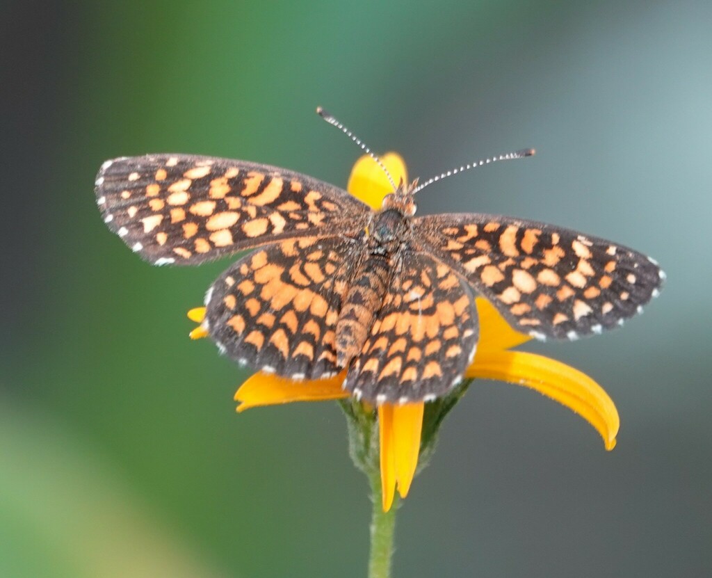 Elada Checkerspot from Starr County, TX, USA on November 15, 2024 at 01 ...